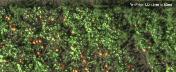 Maximize Precision with Multispectral Drones: Benefits, Use Cases ...